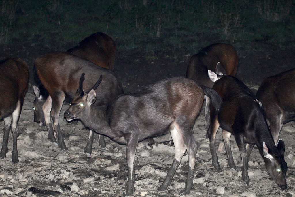 Sambar in August 2016 by HUANG QIN · iNaturalist