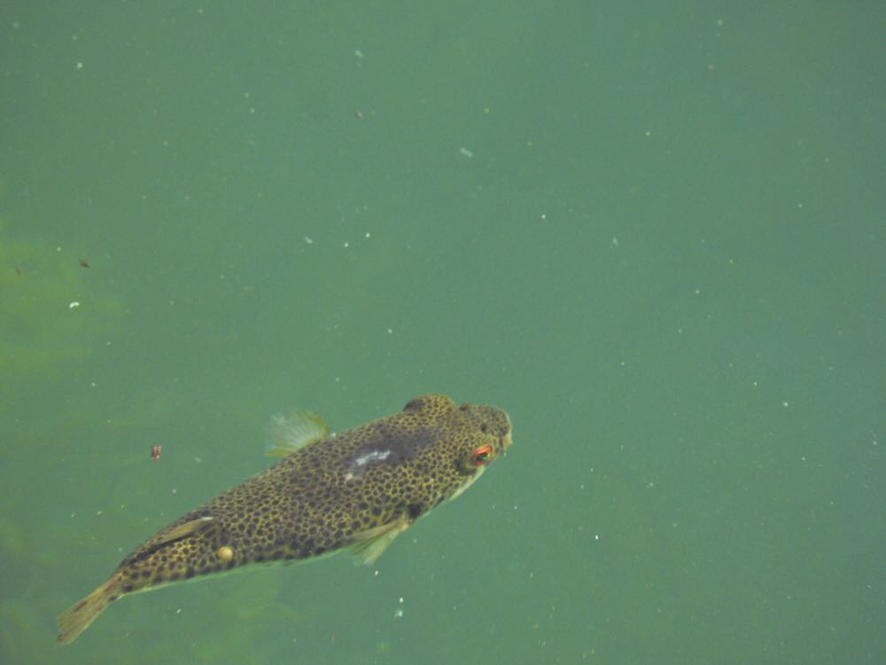 Common Toadfish from North Sydney, AU-NS, AU on October 18, 2016 at 04: ...