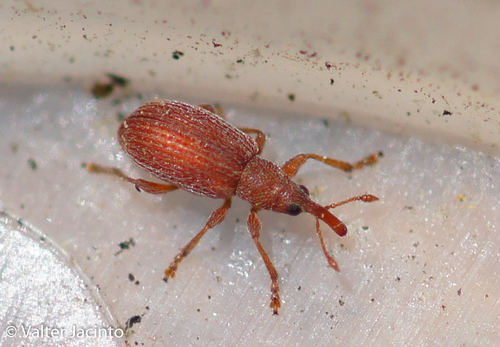 Apion rubens · iNaturalist