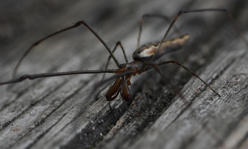 Elongate Stilt Spider from Malden, Windsor, ON, Canada on September 24 ...