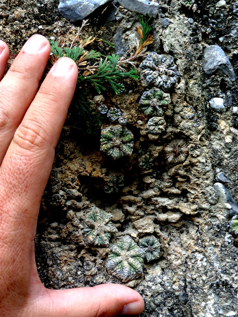 Aztekium ritteri in April 2018 by Lex García · iNaturalist