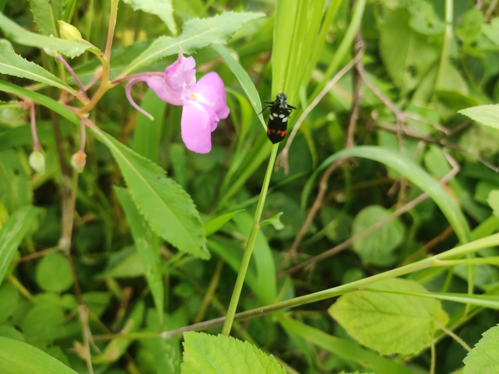 Sugarcane Spittlebug from Dumna Nature Reserve, Jabalpur, Madhya ...