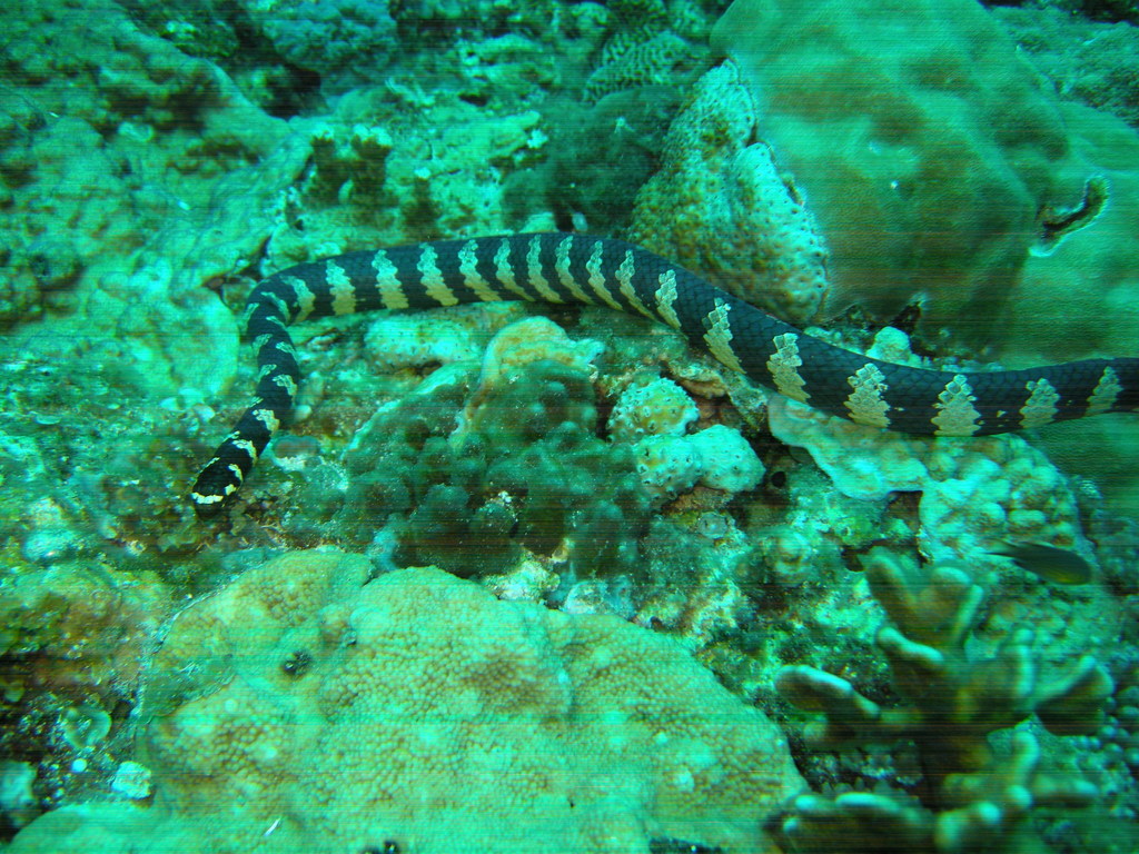 Ijima's Sea Snake from Taitung, TW-TA, TW on June 23, 2017 at 02:31 PM ...