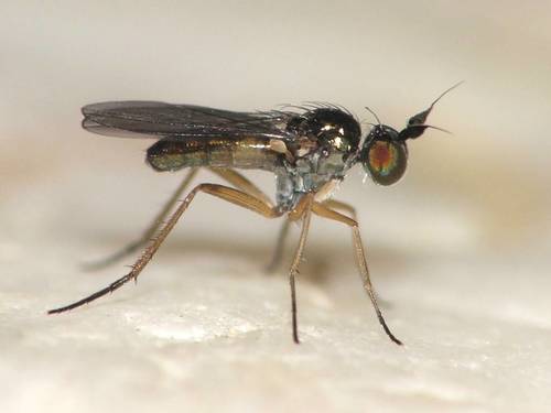 Genus Syntormon · iNaturalist