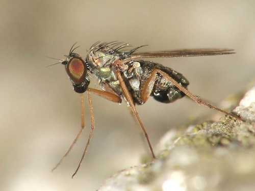 Medetera flavipes · iNaturalist
