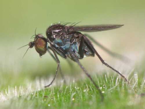 Genus Acropsilus · iNaturalist