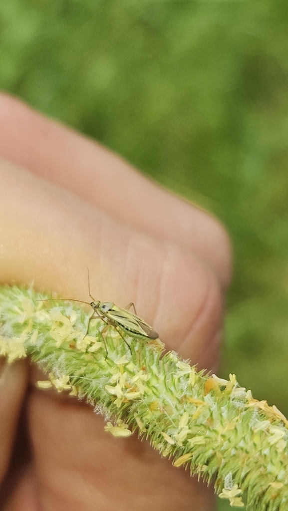 Two-spotted Grass Bug from Coolspring Township, IN, USA on June 25 ...