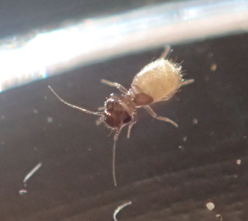 Pisivka síťovaná (Lepinotus reticulatus)