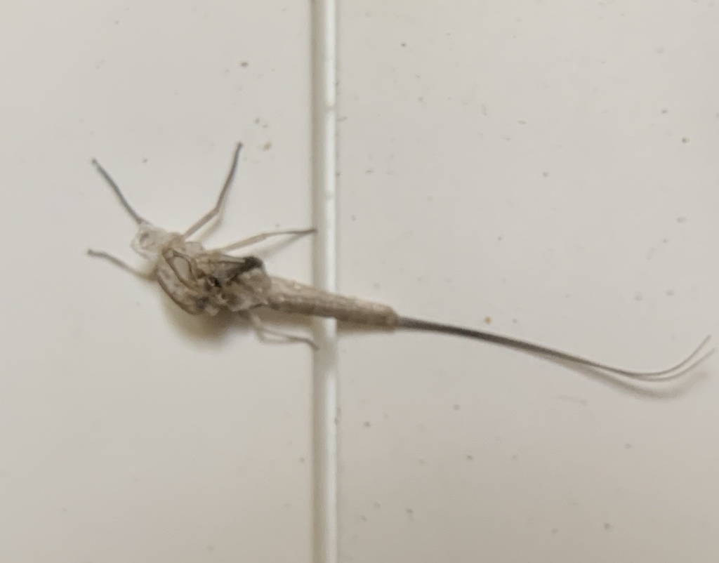 Mayflies from Benton St, West Sacramento, CA, US on September 28, 2019 ...