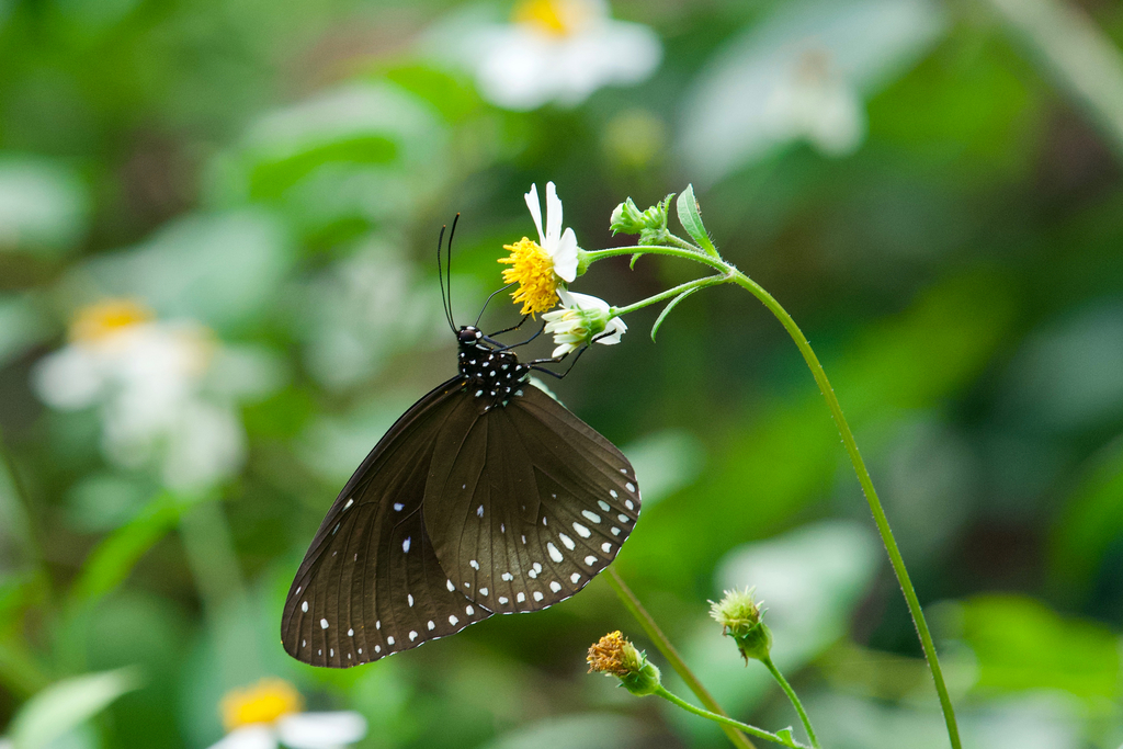 Blue-spotted Crow Butterfly from 中国江门市鹤山市大雁山 on June 10, 2017 at 04:22 ...