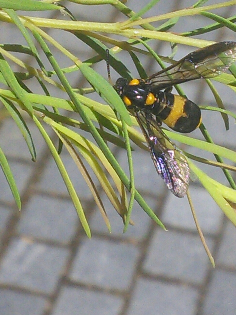 Pterygophorinae in October 2016 by q99of9. Field Notes - bee imitating ...