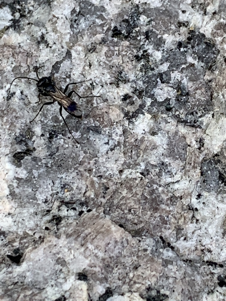 Spider Wasps from Acadia National Park, Bar Harbor, ME, US on September ...