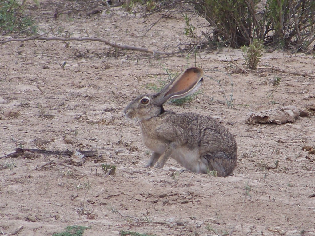 Black-tailed Jackrabbit from Escobedo, Coah., México on January 1, 2007 ...