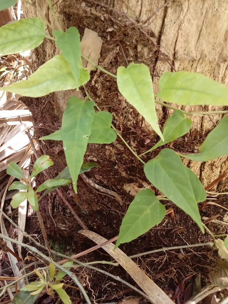 Possum grape from Paget Parish, Bermuda on June 26, 2025 at 01:26 PM by ...