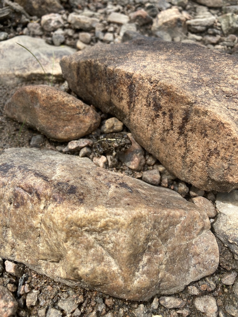 Boreal Toad in June 2025 by Pierce Davidson · iNaturalist