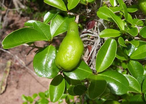 Eugenia umbellulifera · NaturaLista Colombia