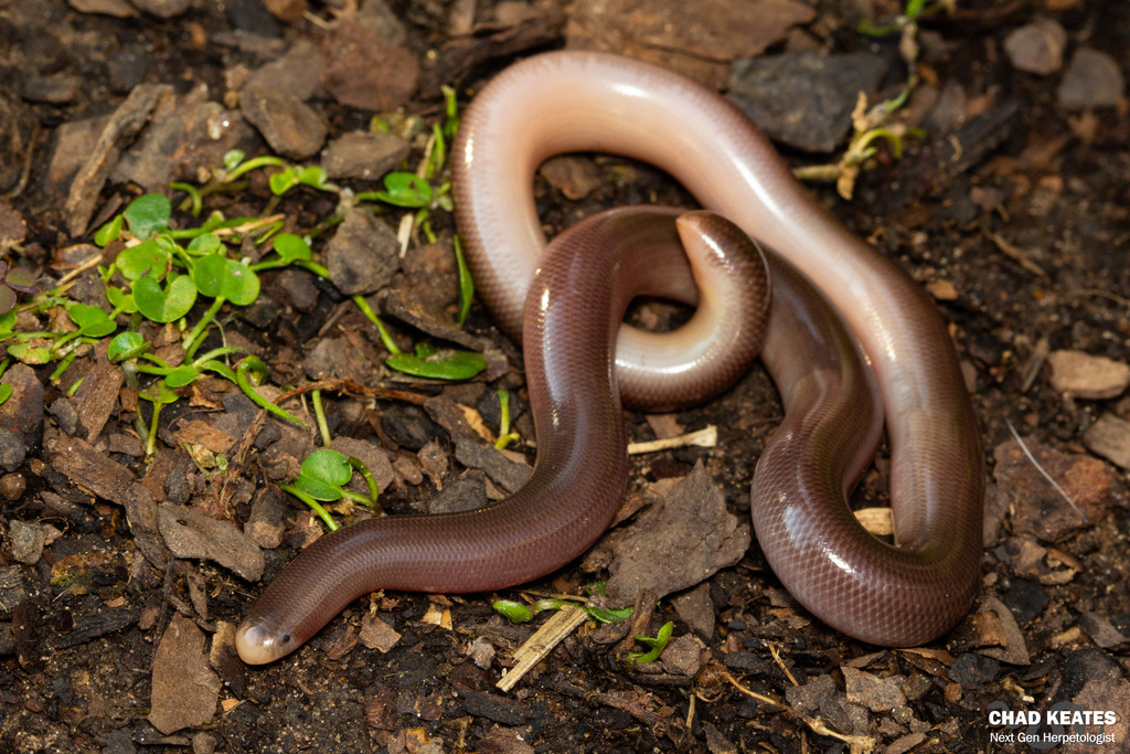 Bibron's Blind Snake from Ford & Msimango, East London, 5209, South ...