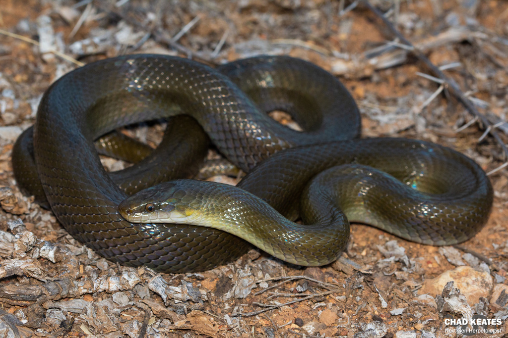 Olive Snake from Grahamstown, 6139, South Africa on September 03, 2019 ...