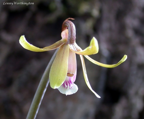 Ania angustifolia · iNaturalist