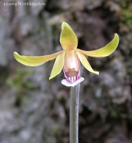 Tainia angustifolia · iNaturalist