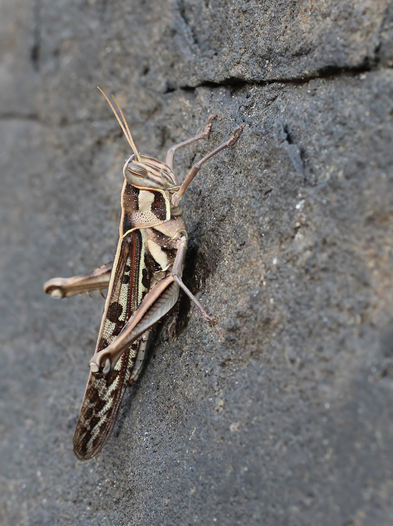 Brown‐spotted Locust from Vagator, Goa 403519, India on October 18 ...