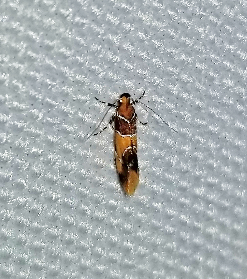 Orange-headed Callima Moth from Fentress County, TN, USA on June 26 ...
