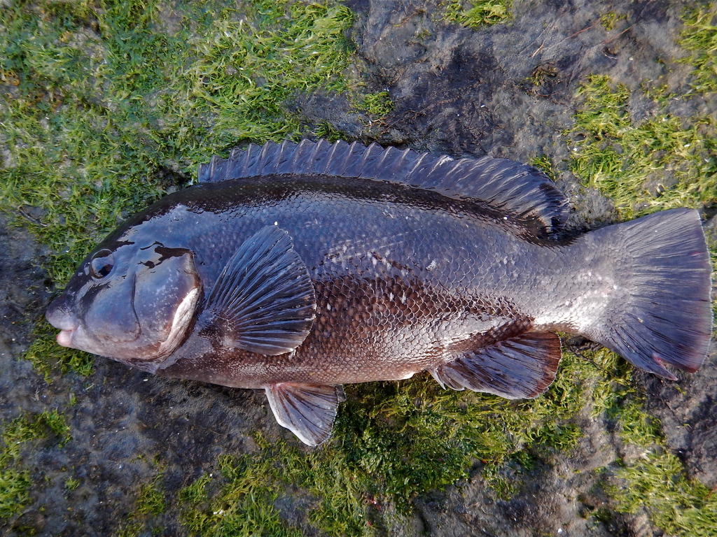 Tautog in August 2014 by Jeff Stauffer · iNaturalist