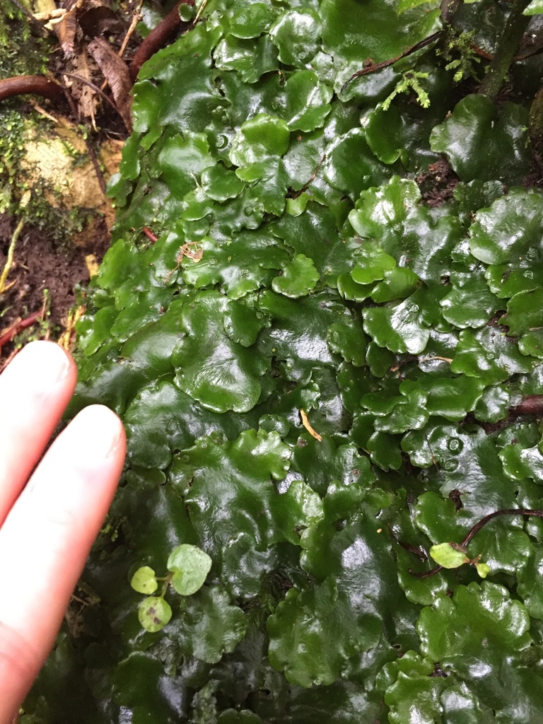Monoclea forsteri from Wellington, NZ-WG, NZ on September 24, 2019 at ...