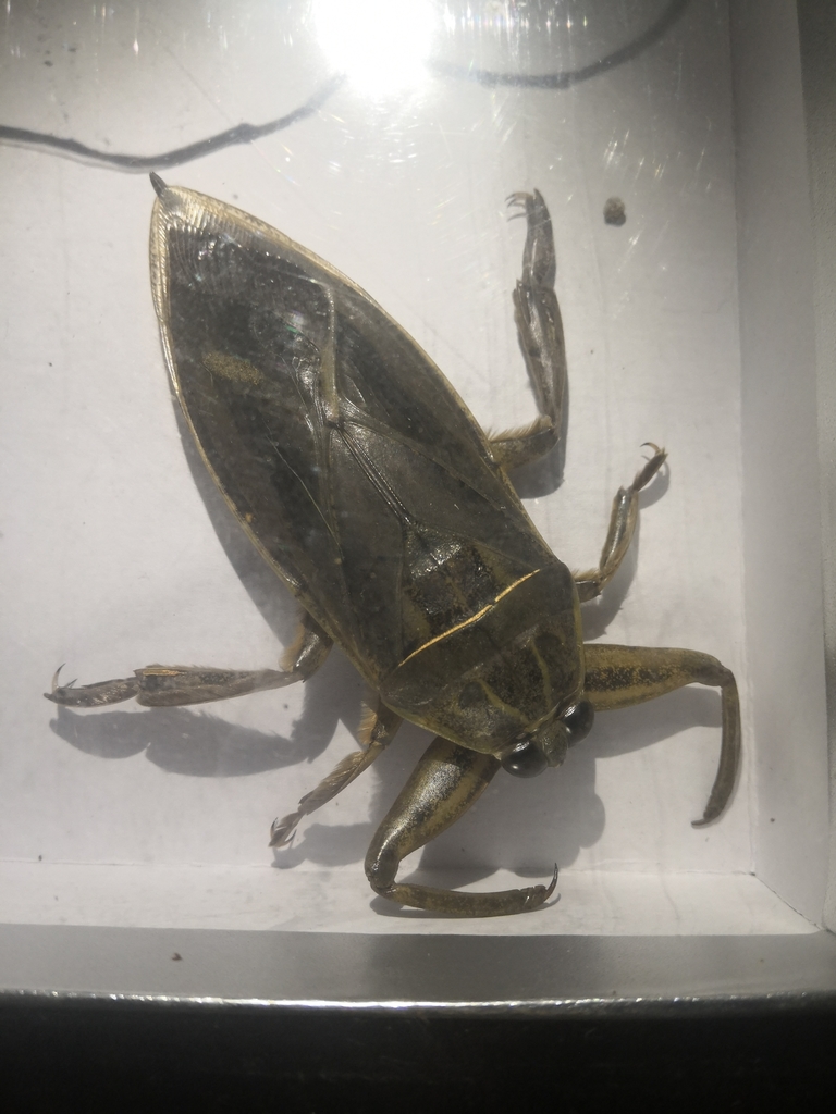 Asian Giant Water Bug from Lalarpura, Jaipur, Rajasthan, India on ...