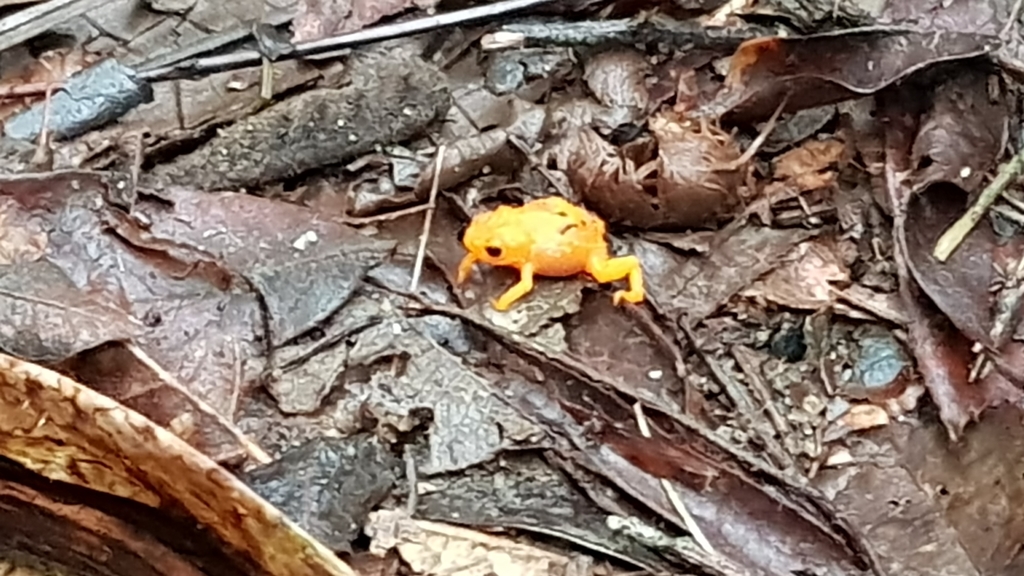 Serra do Mar Flea Toad from Natividade da Serra - State of São Paulo ...