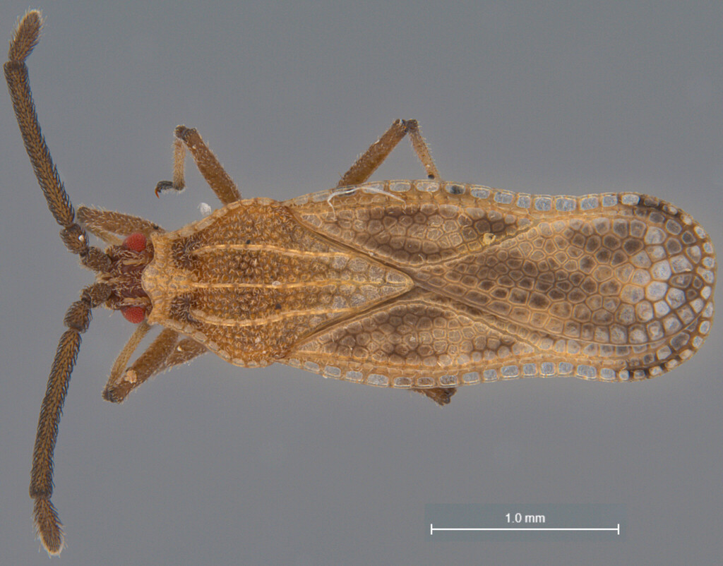 Lantana Lace Bug from Singapore on January 9, 2025 by Yap Ee Hean ...