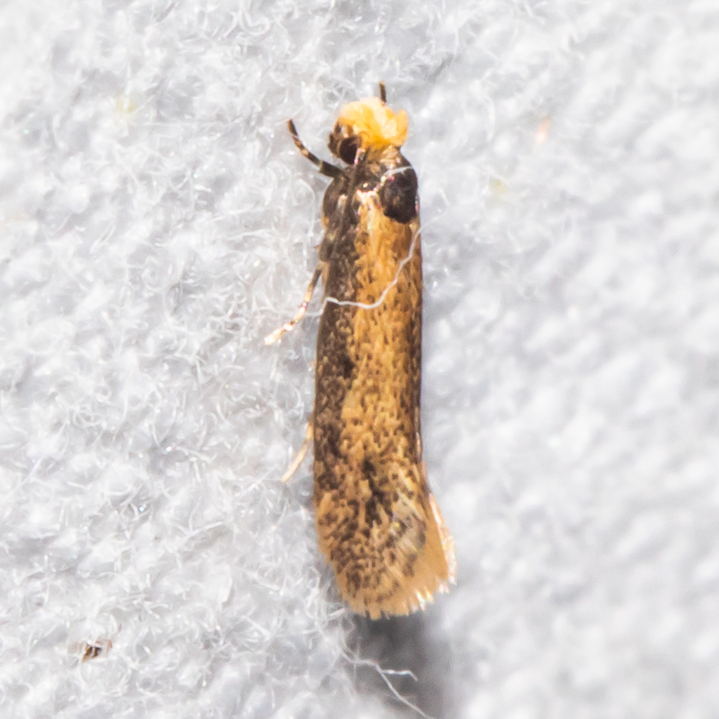 Curved-lined Homostinea Moth from Patuxent Research Refuge, Anne ...