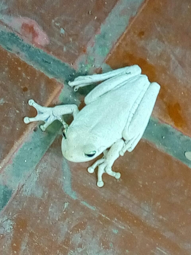 Banana Tree Dwelling Frog from Cimitarra, CO-ST, CO on September 20 ...