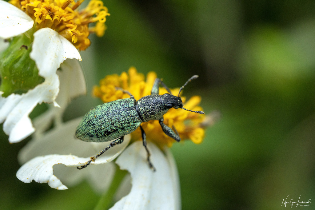 Lepropus from Gia Luận, Cát Hải, Hai Phong, Vietnam on September 29 ...