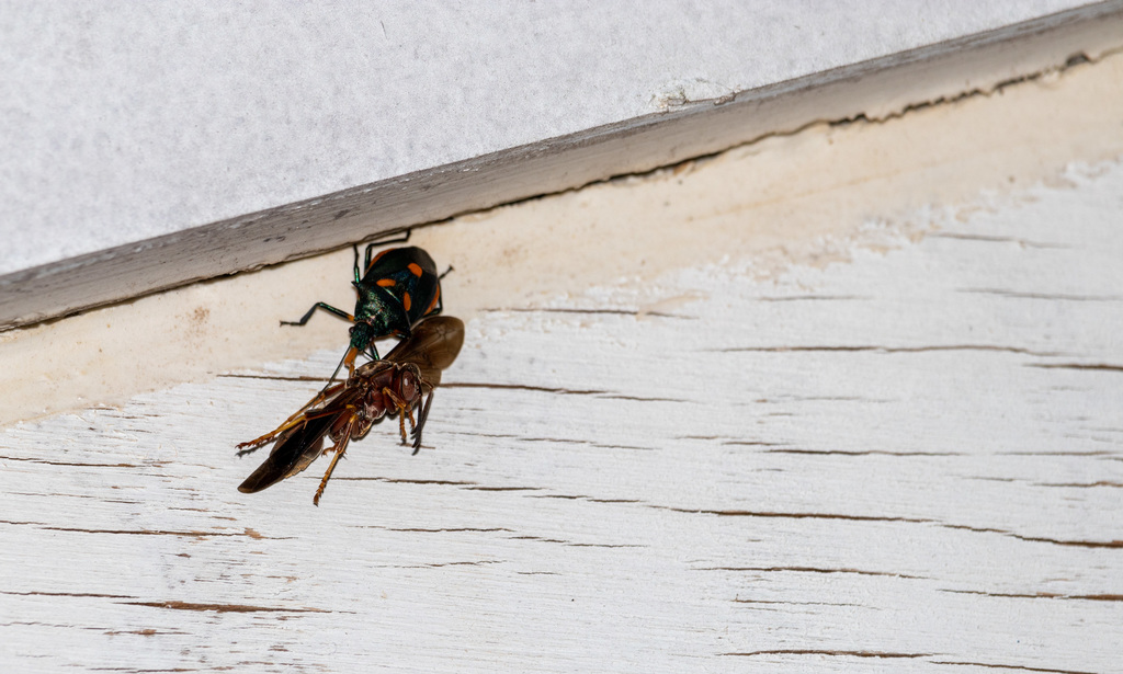 Florida Predatory Stink Bug from Flowery Branch, GA, USA on September ...