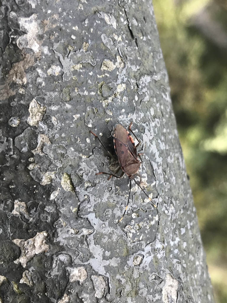 Pentatomomorph Bugs from Yongding, Zhangjiajie, Hunan, CN on September ...
