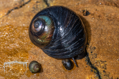 Bluish Top Shell (Diloma nigerrima) · iNaturalist