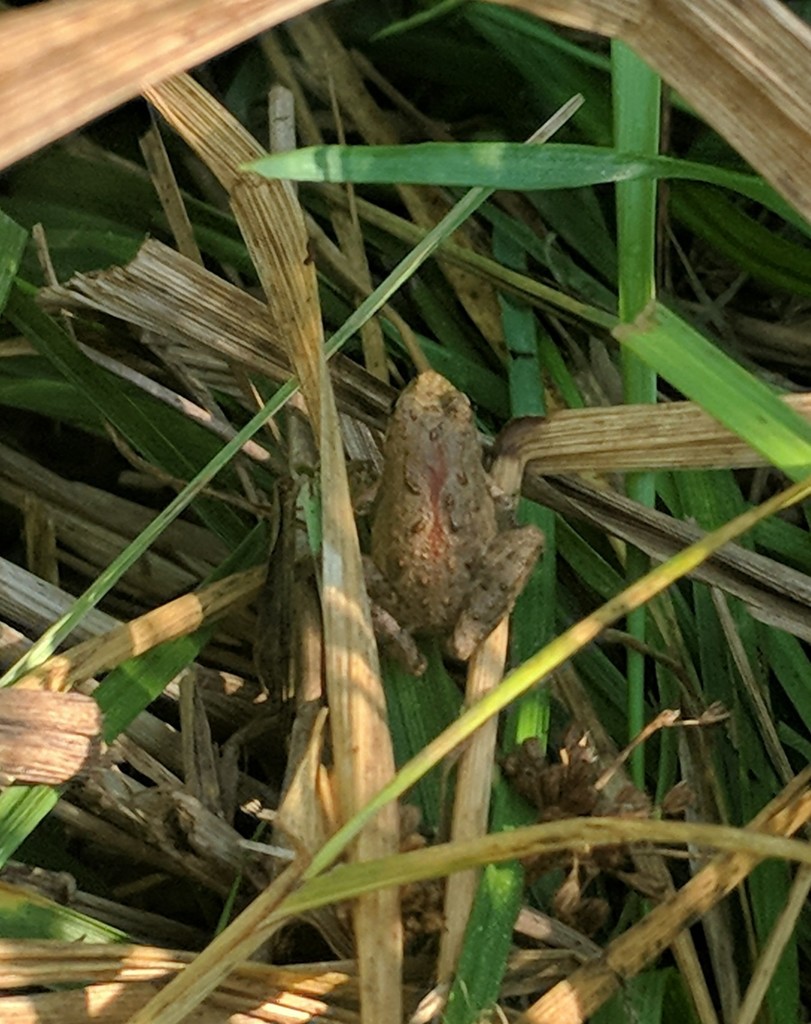 Northern Cricket Frog in September 2019 by Cynthia Darnell · iNaturalist