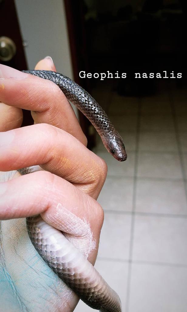 Coffee Earth Snake (Geophis nasalis) - Snakes and Lizards