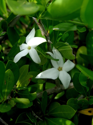 Variety Randia aculeata dasyclada · iNaturalist