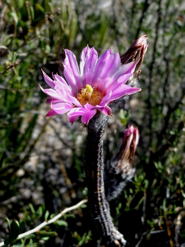 (Echinocereus kroenleinii)
