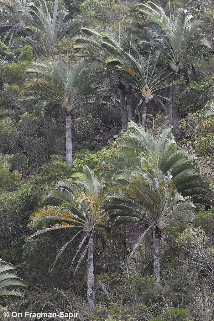 Triangle palm in September 2019 by Ori Fragman-Sapir · iNaturalist