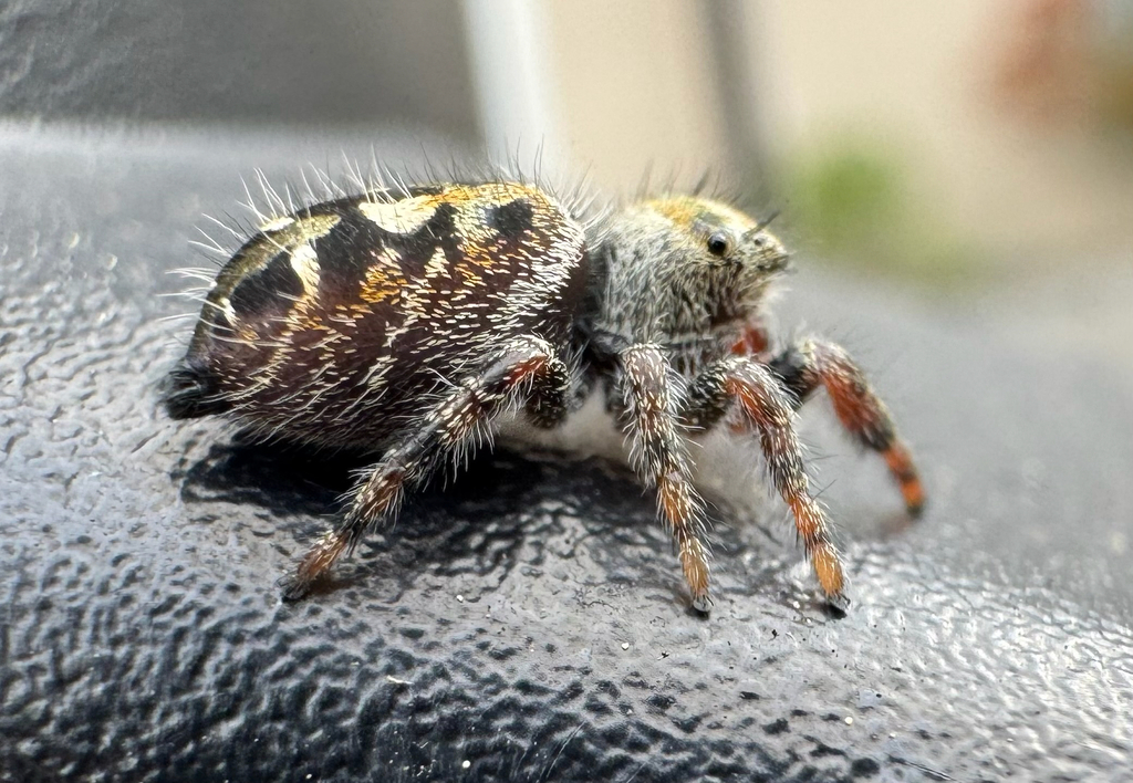 Bold Jumping Spider from NW Eastman Pkwy, Gresham, OR, US on September ...