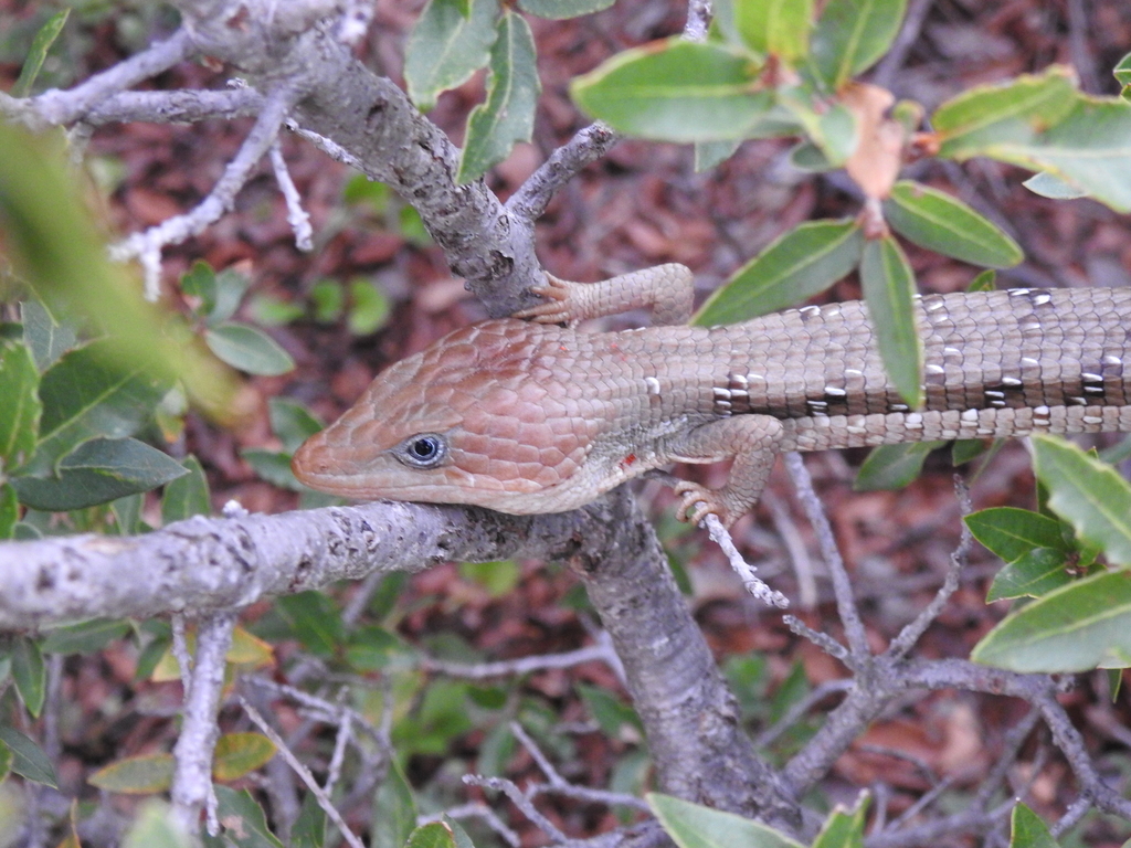 Texas Alligator Lizard from Saltillo, Coah., México on September 18 ...
