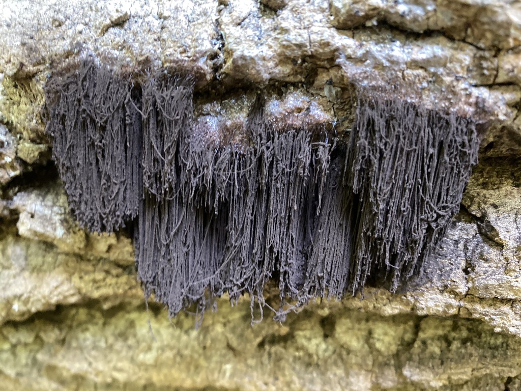 Anyone know what type of contam this is? It's climbing the walls. : r ...