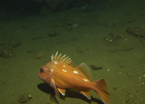 Rocote motas verdes (Sebastes rosenblatti)