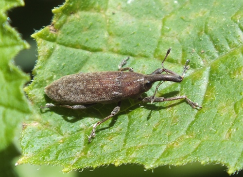 Lixus terminalis · iNaturalist