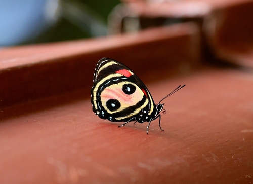 Mariposa ochenta y ocho de dos manchas (Callicore pitheas)