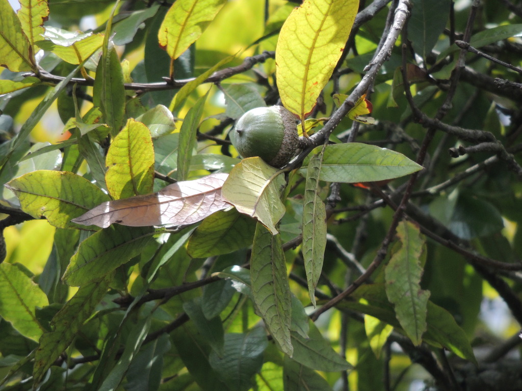 Andean oak in September 2019 by Montoya C Julio · iNaturalist