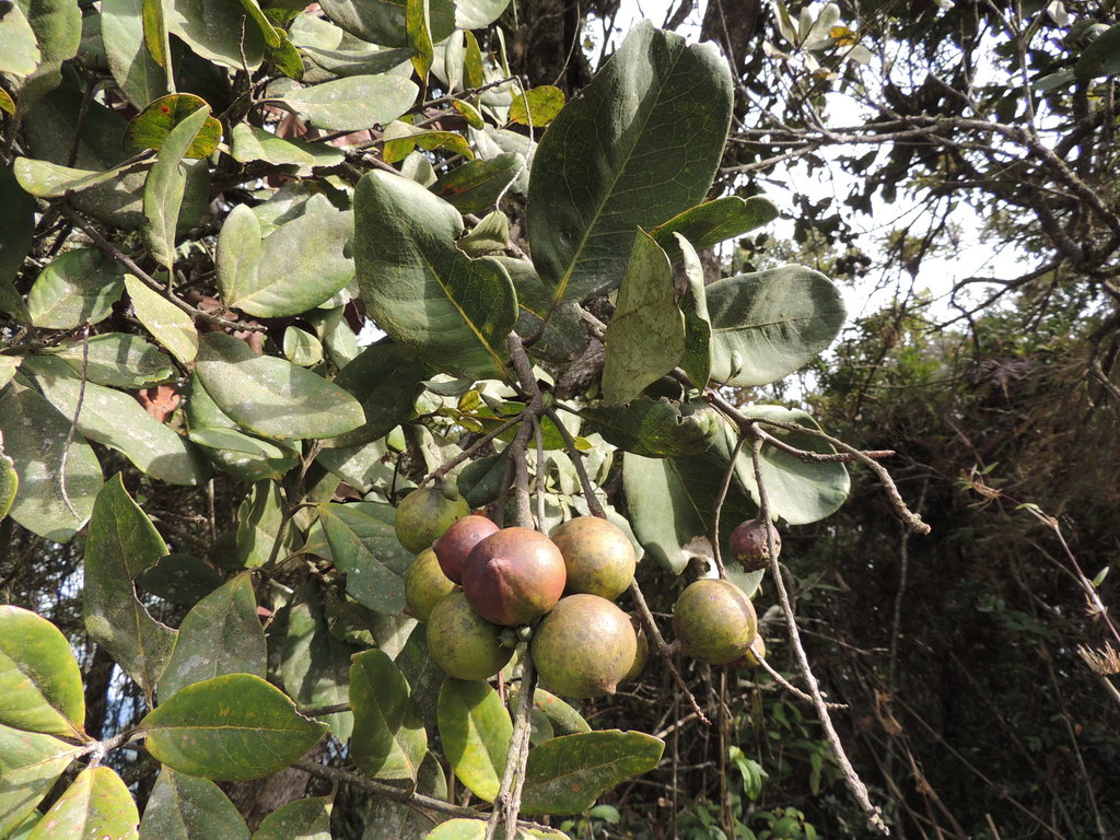 Panopsis yolombo from Unnamed Road, Copacabana, Antioquia, Colombia on September 29, 2019 at 03: ...